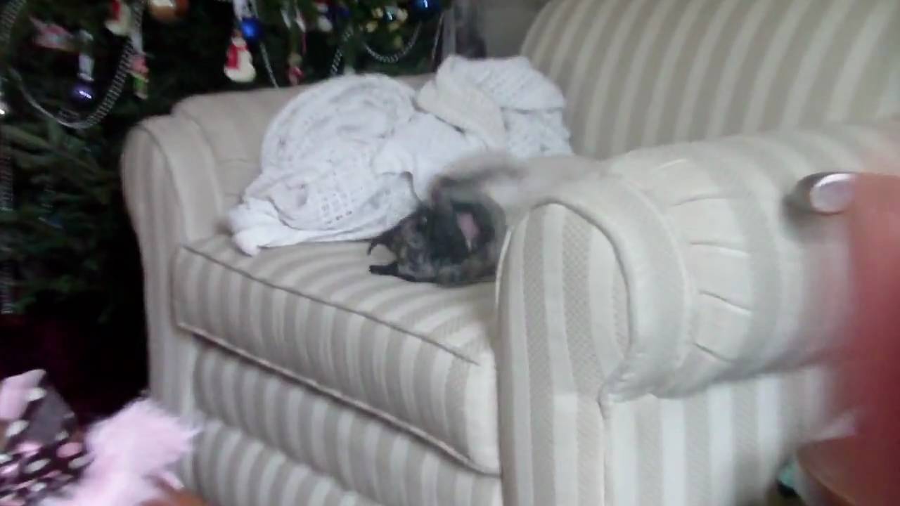 Retarded Pug: Stares and Eats Fingers - YouTube