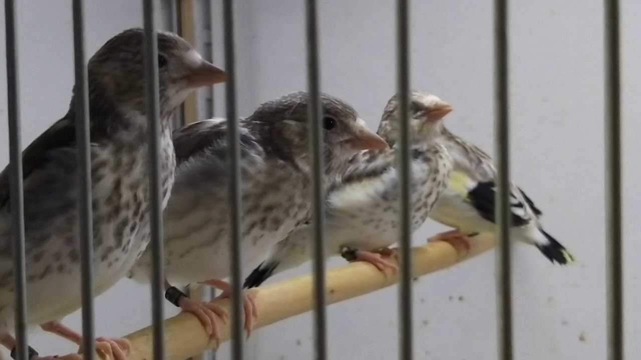 Carduelis Carduelis major 2019 - YouTube