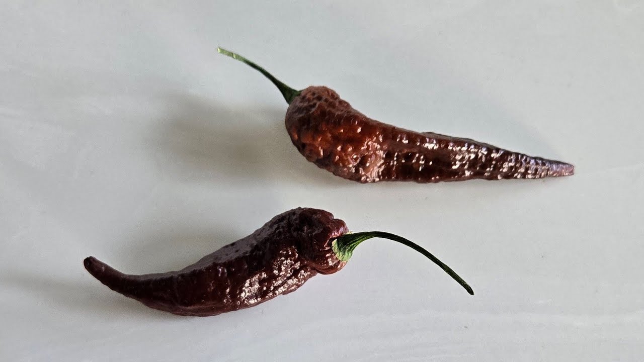 7Pot Ianthe (Lizard Tail Pheno) (F1) x2... Chocolate Primotalii x ...