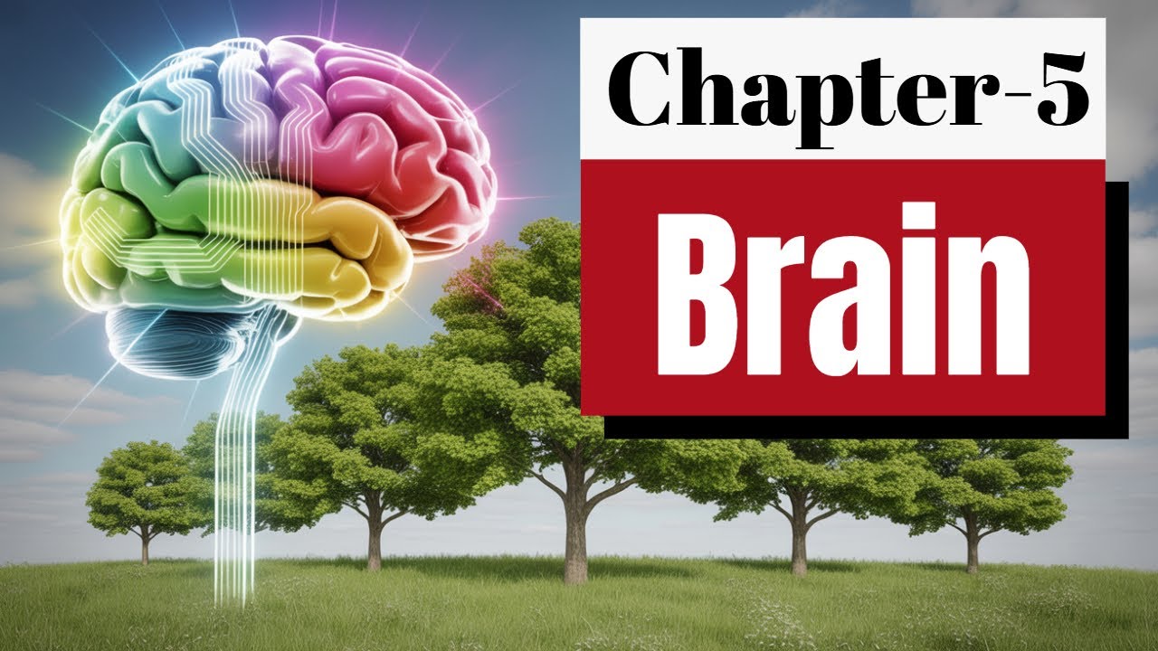 The Human Brain Explained: Structure, Functions & Parts (Class 10 ...