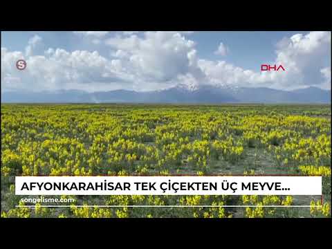 AFYONKARAHİSAR Tek çiçekten üç meyve veren Eber sarısı açtı (VİDEO EKLENDİ)
