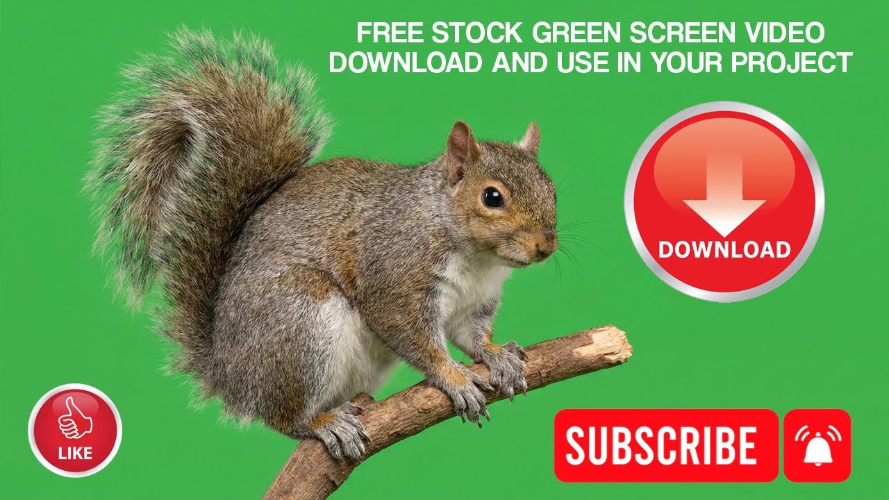 Free Squirrel Green Screen Stock Video | Chroma Key Footage HD - YouTube