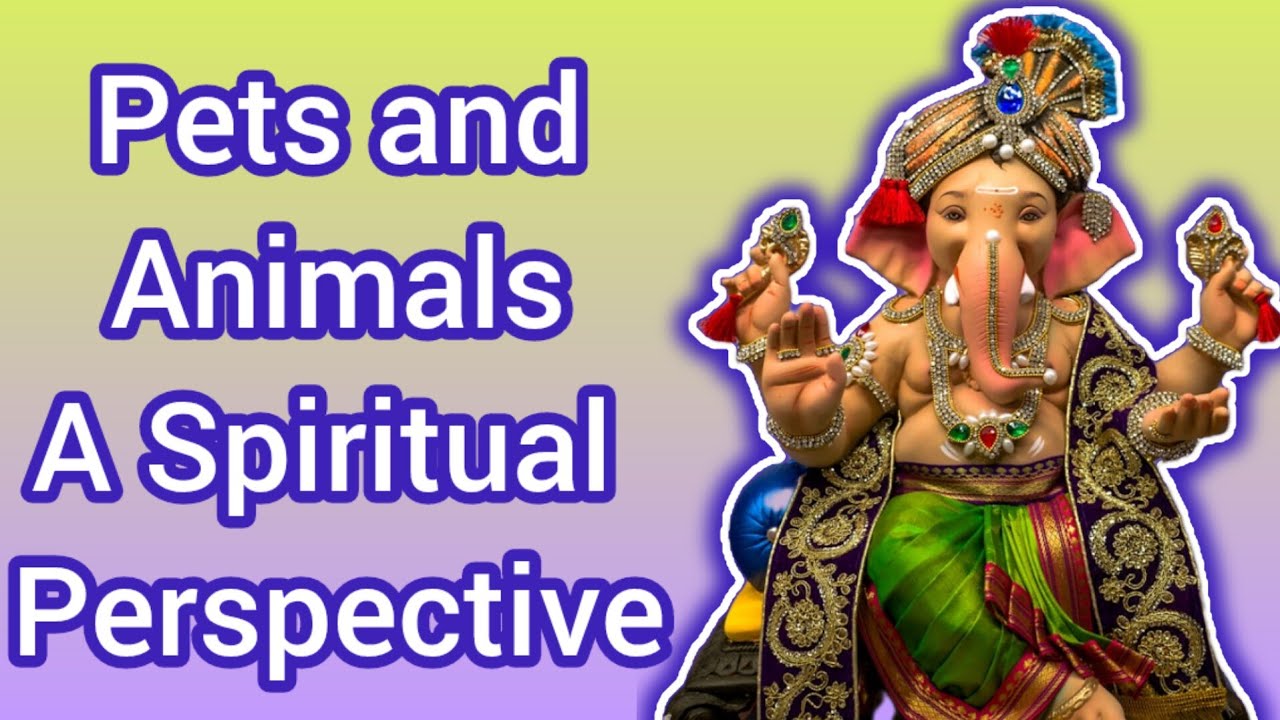 Understanding the souls purpose of animals - YouTube