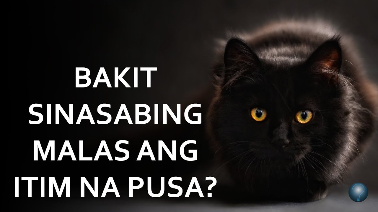 Bakit Sinasabing Malas Ang Itim Na Pusa? Saan Ba Ito Nanggaling? - YouTube