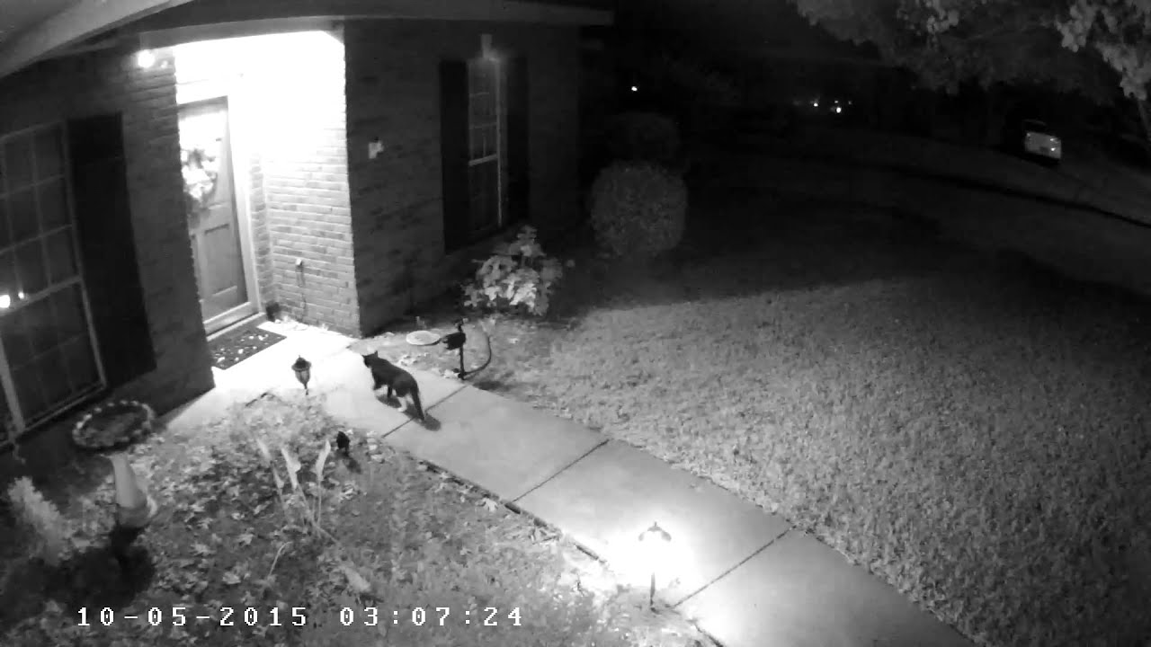 ScareCrow Motion-Activated Animal Deterrent - YouTube
