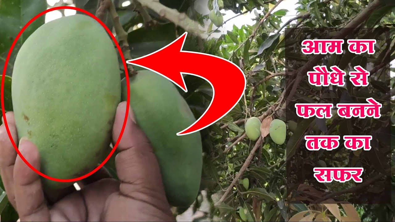 आम के लटकते फल | Aam Ka Bagicha | Aam Ka Ped me fal U.P. - YouTube