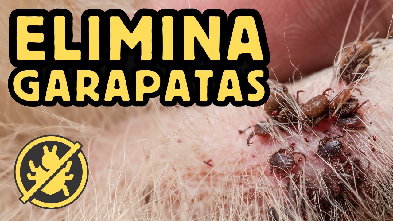 Como Eliminar las GARRAPATAS de mi CASA y PERRO - YouTube