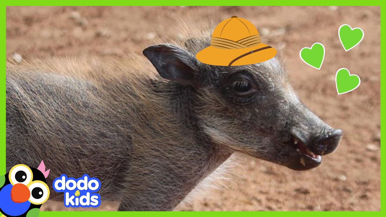 Guess Who This Warthog Picked for a Best Friend! | Animal Videos For ...
