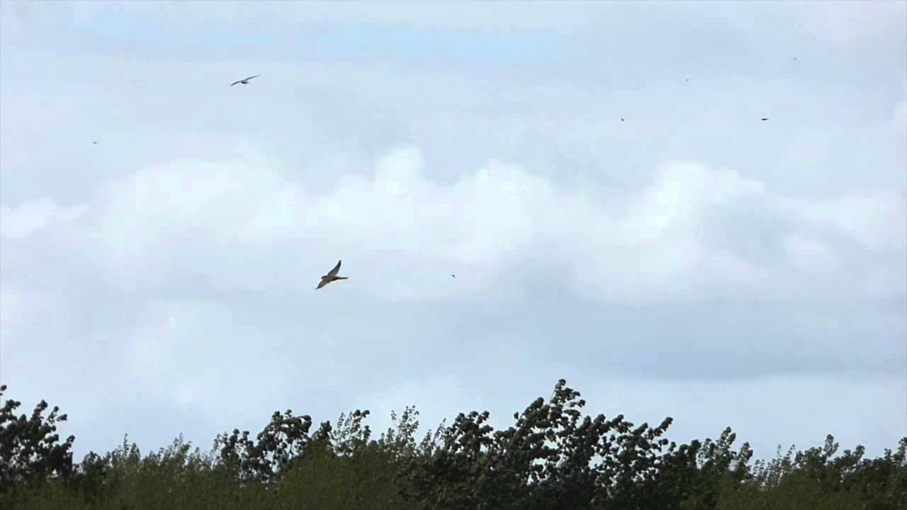 Hobby At RSPB Lakenheath - YouTube