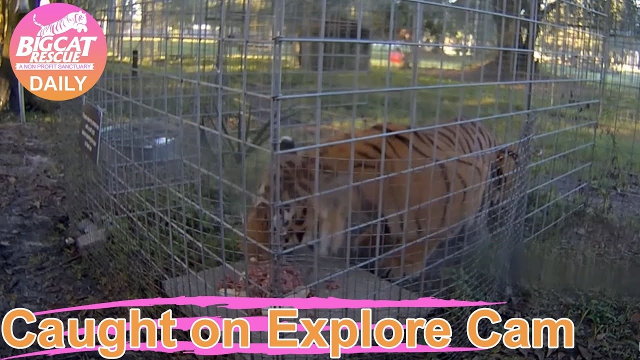 Breakfast is served! Kimba Tiger at Big Cat Rescue. - YouTube