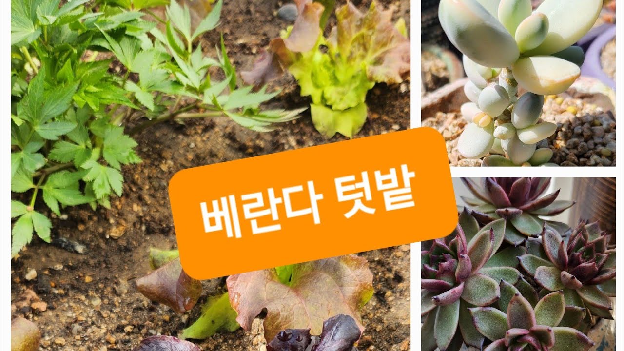 베란다 텃밭에 쌈채소 심었어요 다육이 놓을 자리가 절반으로ㅠ 베란다다육걸이대다육블루드래곤코타로우방울복랑금흑장미