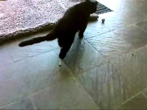 Oscar the Bionic Cat - YouTube