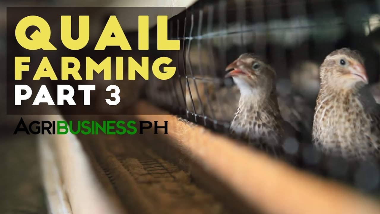 Quail farming and layer management | Quail farming part 3 #Agriculture ...