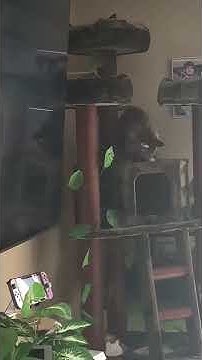 Yumi playing with catnip toy - YouTube