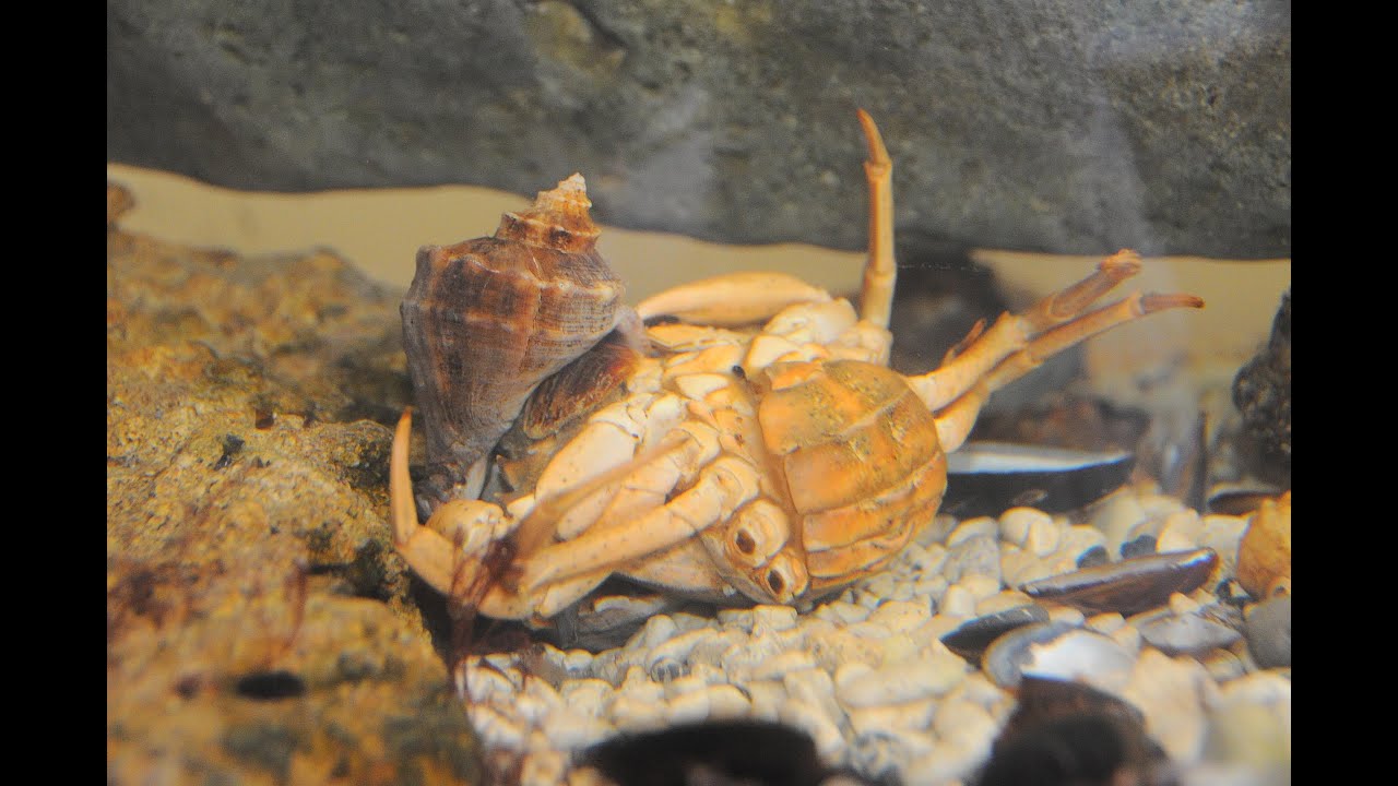 © Рапана убивает травяного краба (аквариум) // Rapana kill crab grass ...