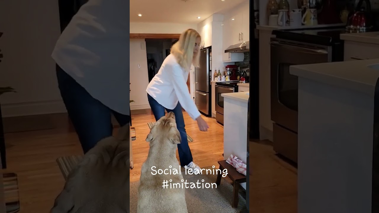Dogs can learn to imitate humans, when trained. - YouTube