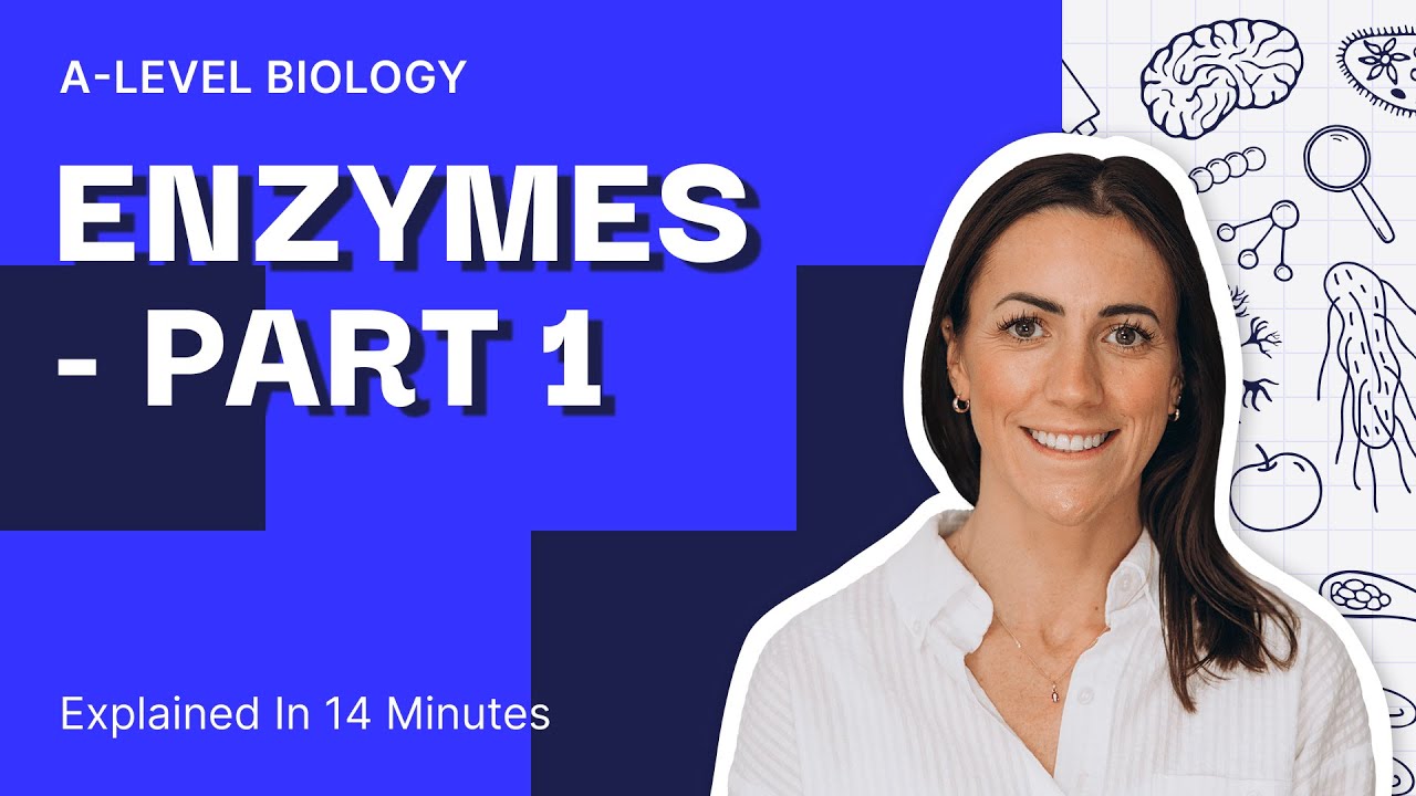 Introduction to Enzymes Part 1 | AQA Biology | Year 12 - YouTube