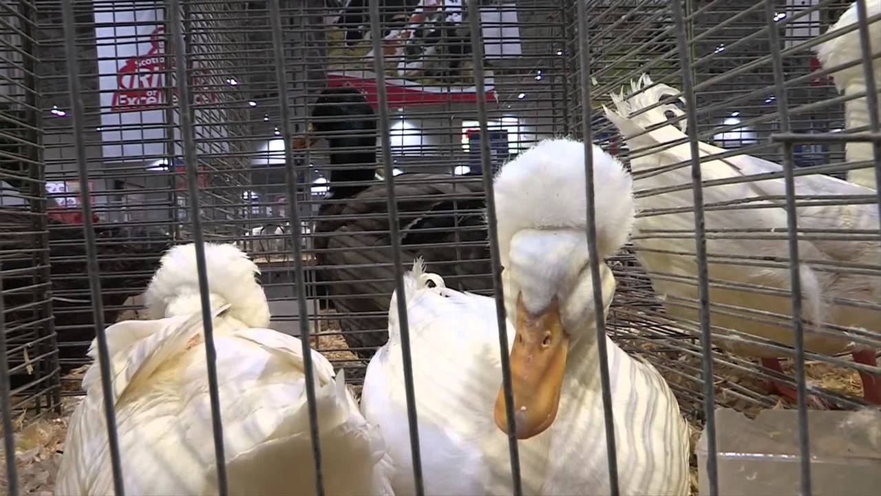 Exhibition - Poultry - YouTube