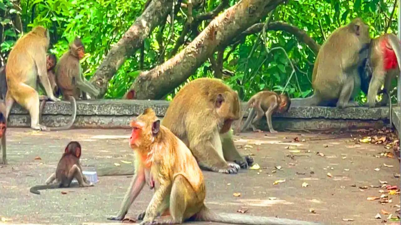 The monkey follow to take care babies monkey, They play happily #monkey ...