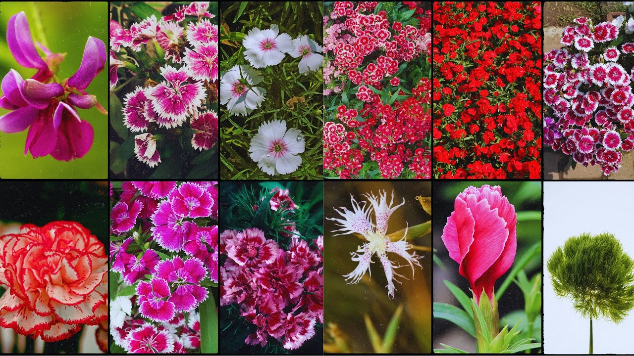 DIANTHUS VARIETIES - Plants Weekly - YouTube