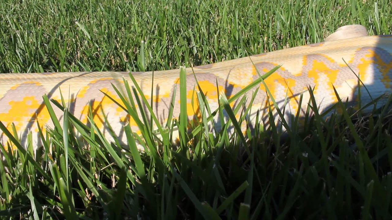 Purple Reticulated Python - YouTube