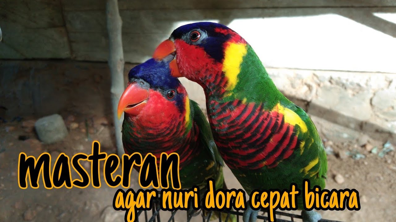 masteran burung nuri dora sulawesi bicara - YouTube