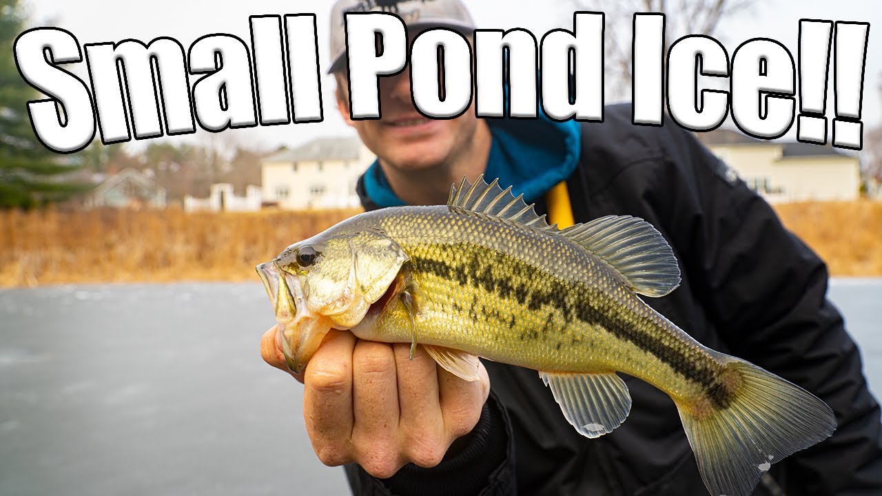 Ice Fishing Small Ponds for Bass & Bluegill (Strange Wildlife Encounter ...