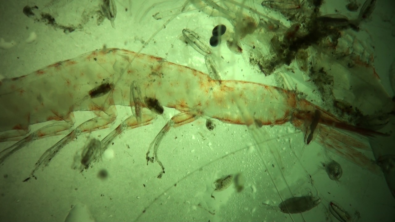 Mysid shrimp - YouTube