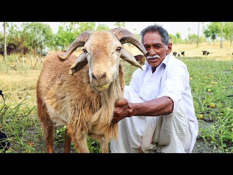 Traditional Goat Biryani Recipe | Lamb Biryani Recipe | Famous Hyderabad Mutton Biryani by grandpa