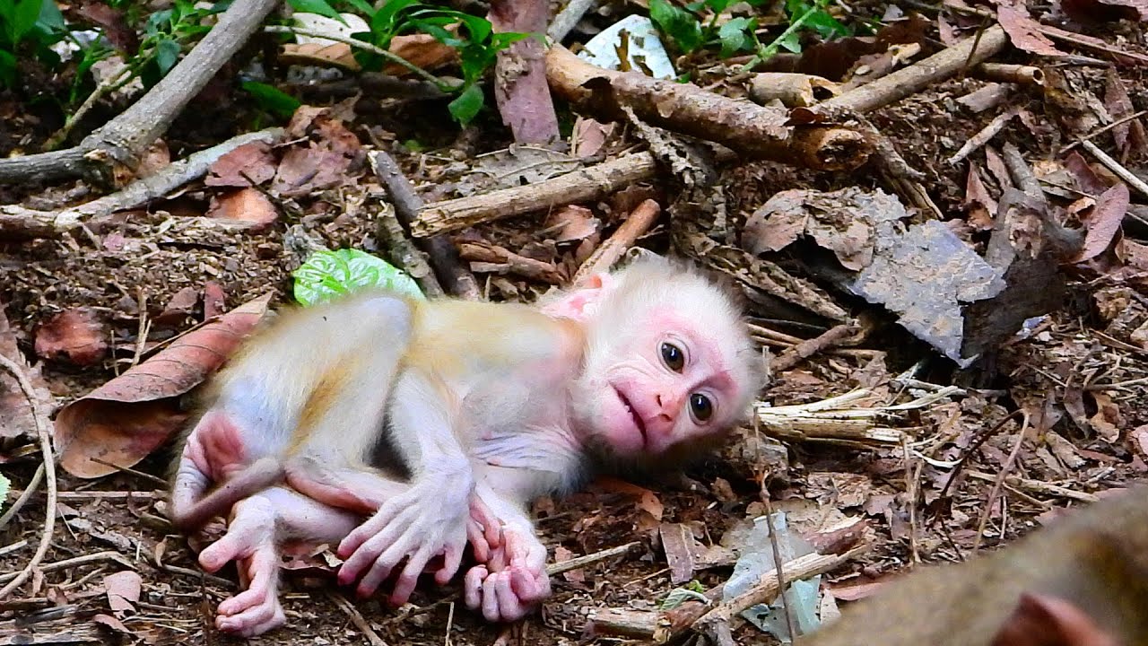 Great Job !..Nice clip video baby Monkey Crying in the forest... - YouTube