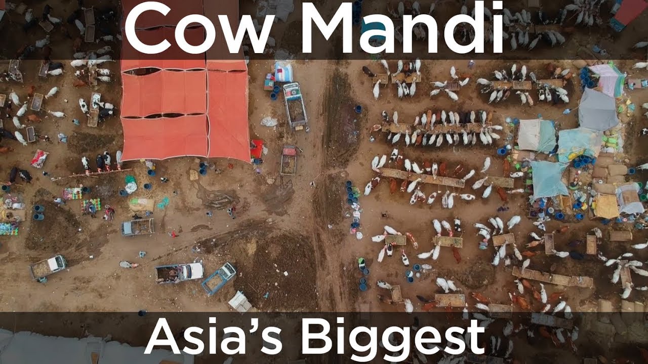 Asia's Biggest Cow Mandi 2019 | Vlog & Aerial Shots - YouTube