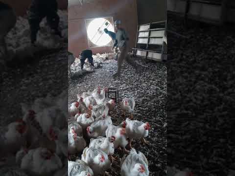 Cachando pollos