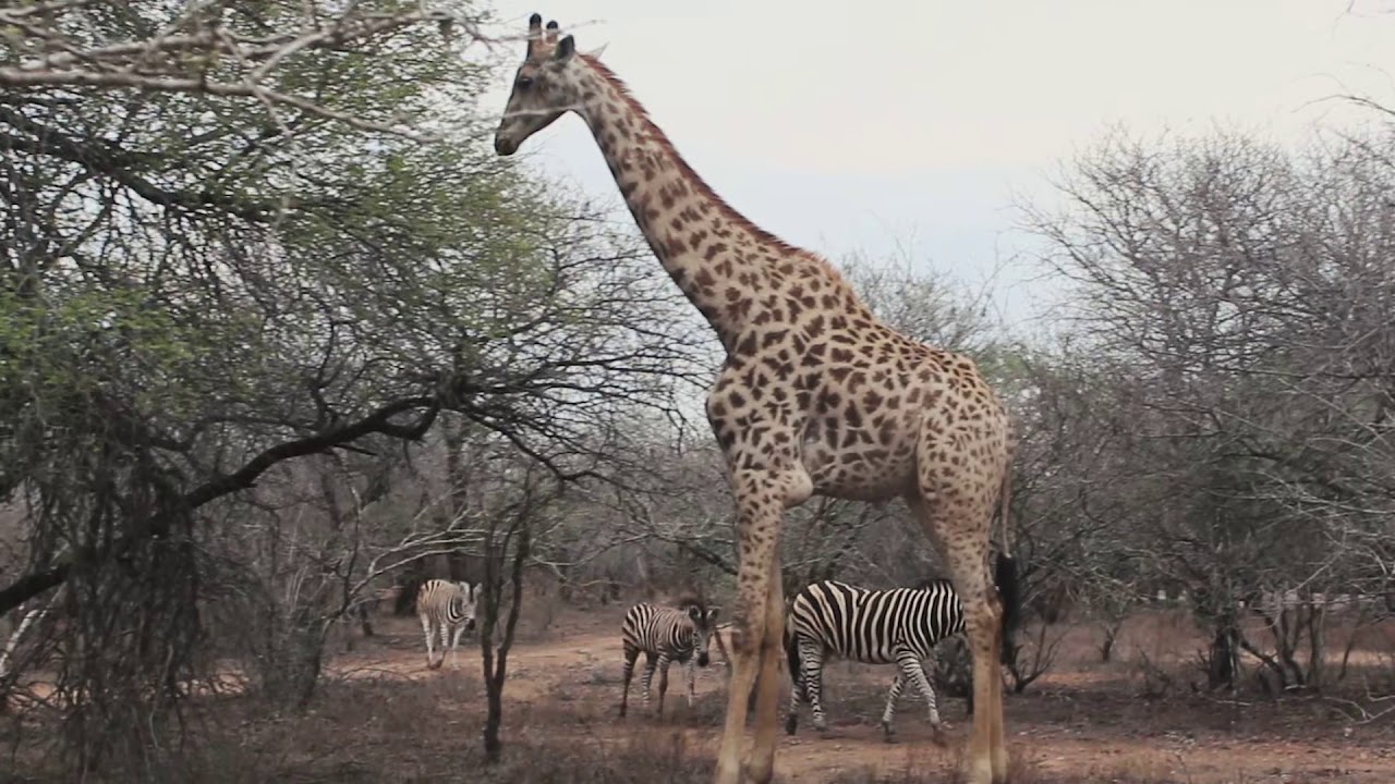 Marloth Park - YouTube