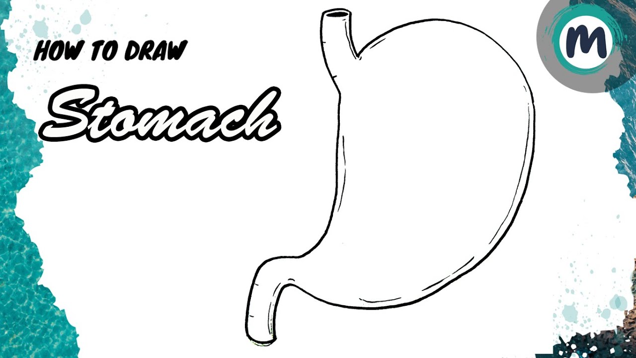How to Draw Stomach - YouTube