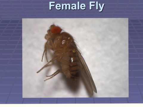 Is Bar Eyed Flies Dominant