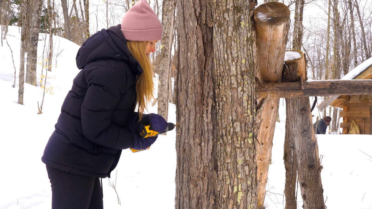 Tapping Trees and Making Maple Syrup | Maple Recipes - YouTube