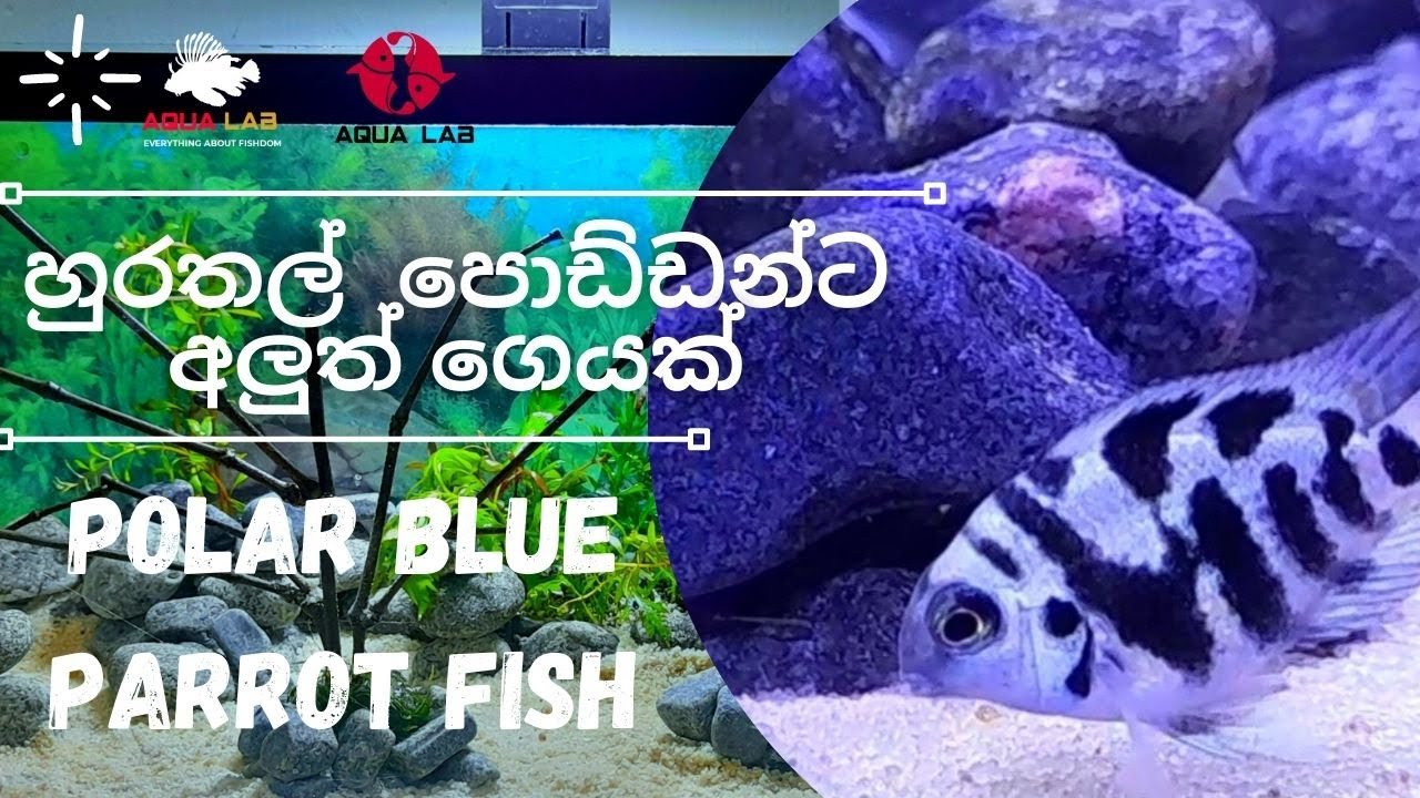 Polar Blue Parrot Cichlid tank setup In සිංහල | Step by step - YouTube