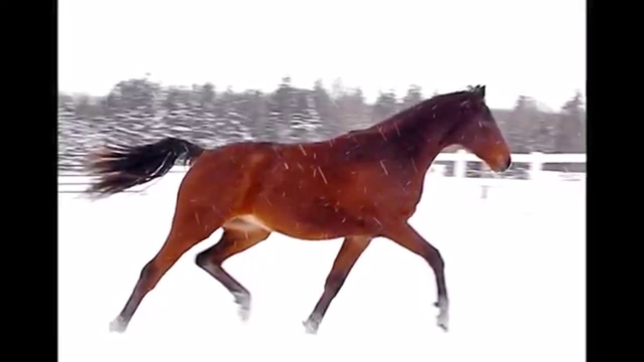 SOLD: Belfast: Hanoverian gelding ISO of dance partner - YouTube