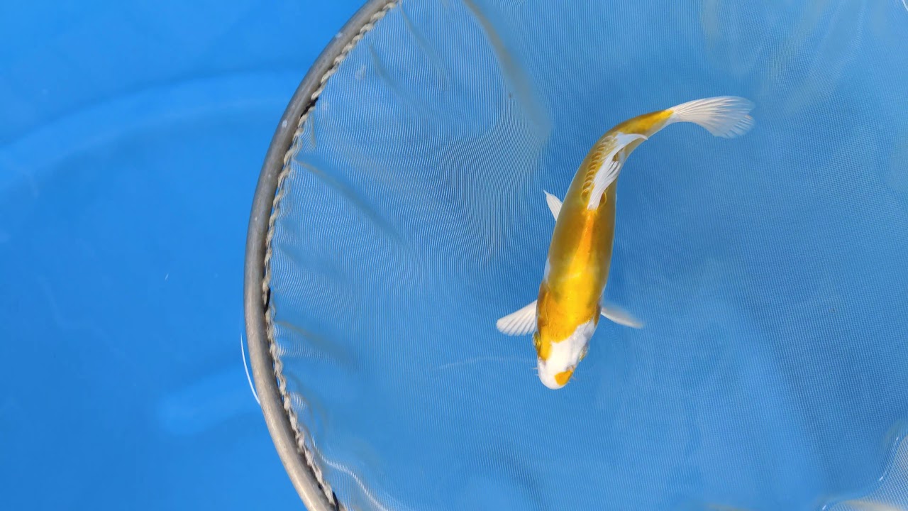 12243 Lemon Hariwake Tosai Ikarashi Koi Farm - YouTube