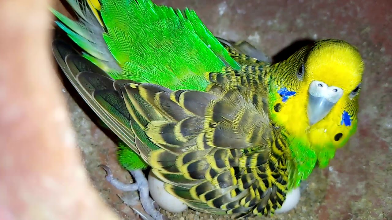 Australian parrot ki breeding aur Ande hi andar - YouTube