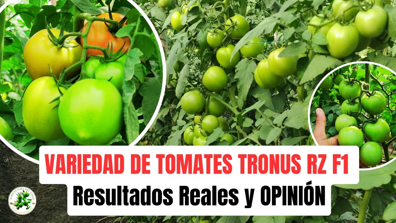 TOMATES TRONUS RZ F1 - COMPORTAMIENTO Y MANEJO, IMPRESIONES FINALES ...
