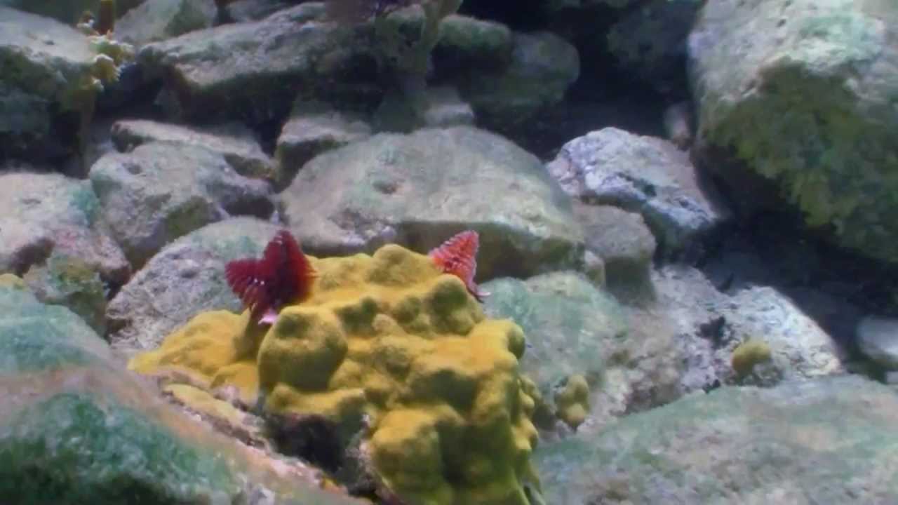 Snorkel Waterlemon Cay (Part II) - YouTube