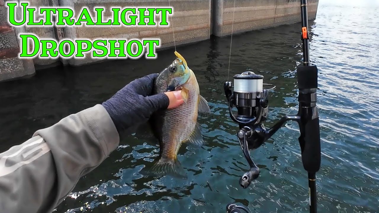 Catch Catfish Bait on Ultra-Light Drop Shot - YouTube