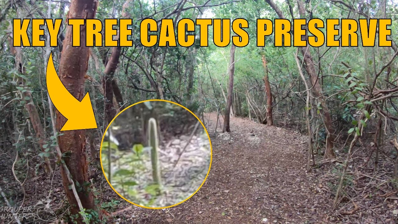 Key Tree Cactus Preserve In Islamorada, Florida - YouTube