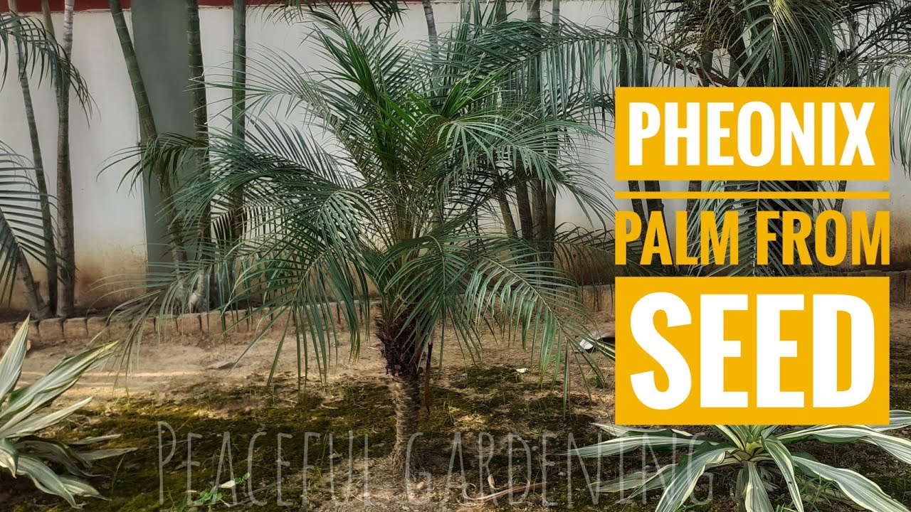 #Pheonix#Palm#Seeds#Gardening How to grow phoenix palm from seed ...