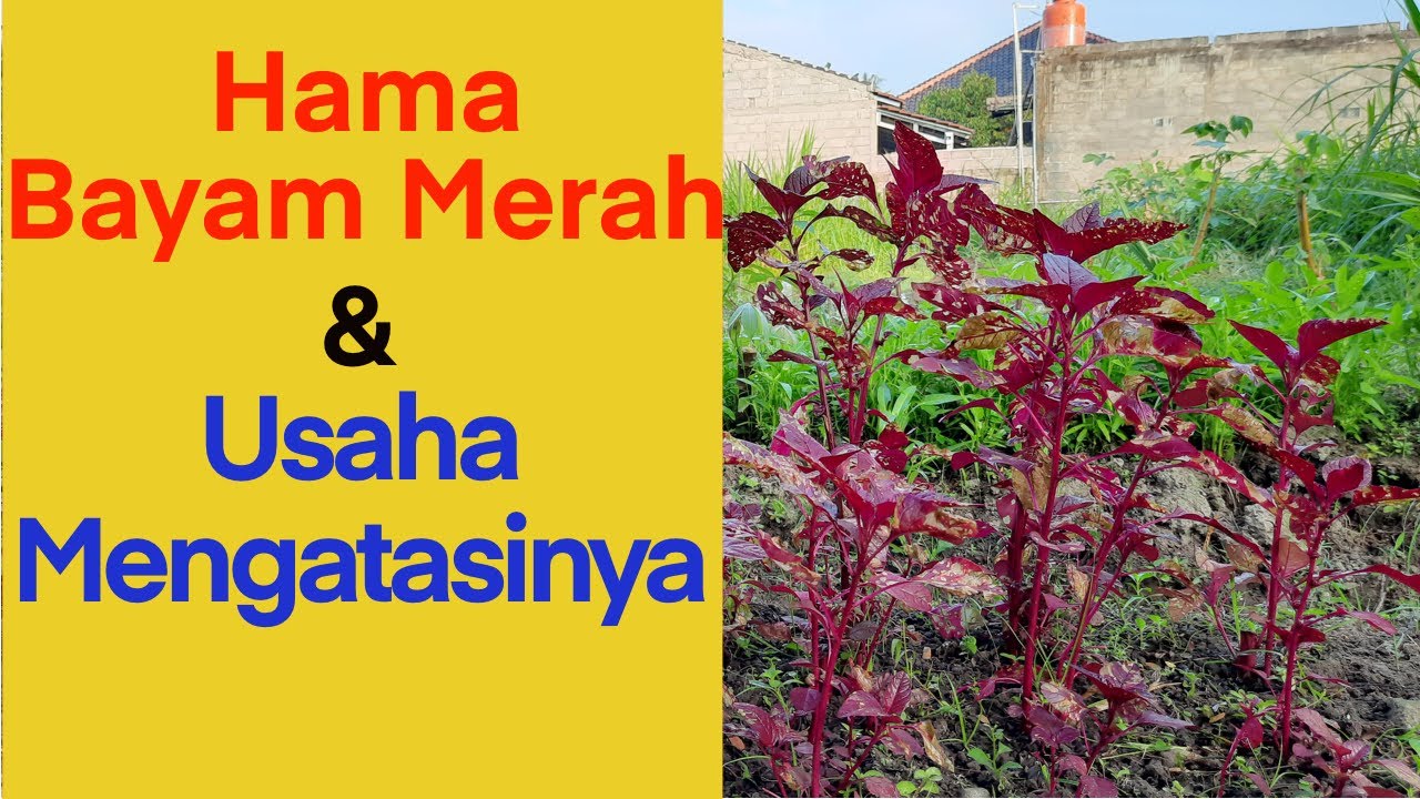 Hama Bayam Merah Dan Usaha Mengatasinya - YouTube
