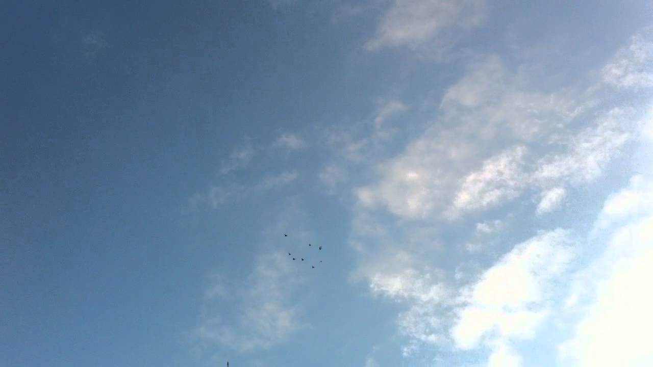 birmingham roller pigeons and racing pigeons dublin ireland - YouTube