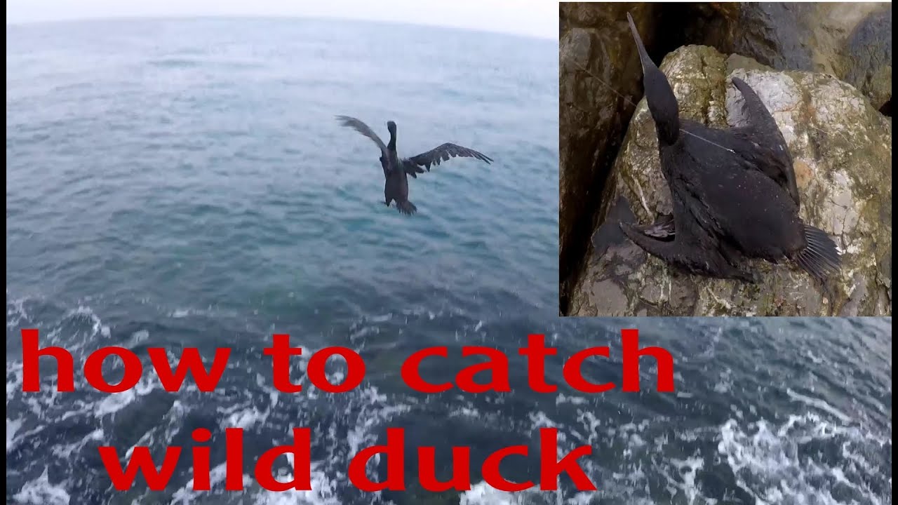 how to catch wild duck using fishing rod - YouTube