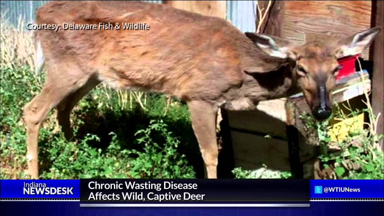 Deadly Deer Disease Raising Concerns About Hunting Preserves - YouTube