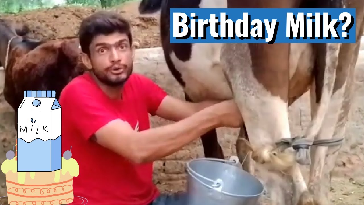 GUY MILKING COW SINGS HAPPY BIRTHDAY SONG...GOT MILK? - YouTube
